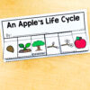 Five Apple Life Cycle Activities for Kindergarten - Katie Roltgen Teaching
