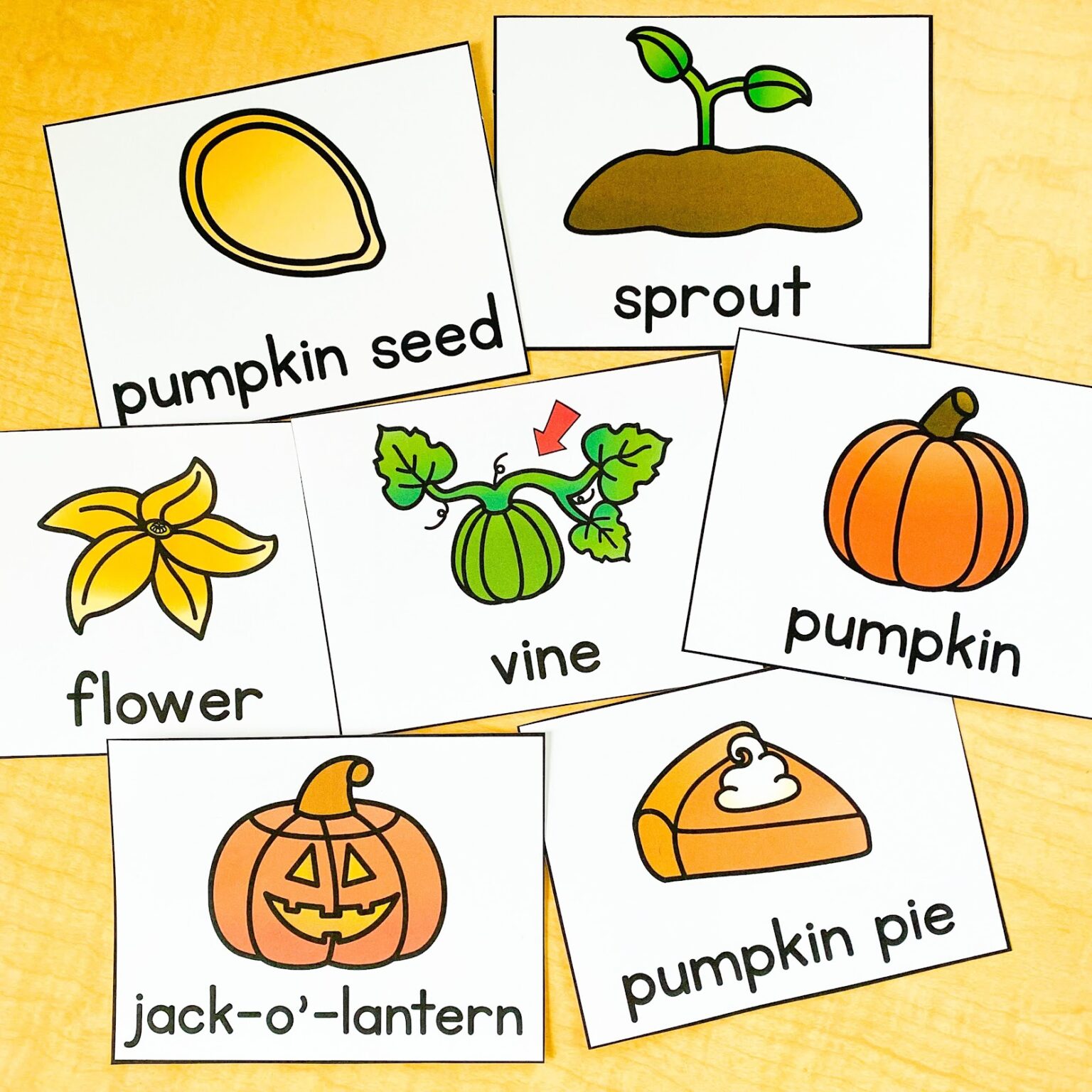 Pumpkin Life Cycle Activities for Kindergarten - Katie Roltgen Teaching